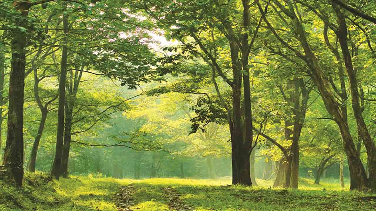 Stopping by Woods - India Legal